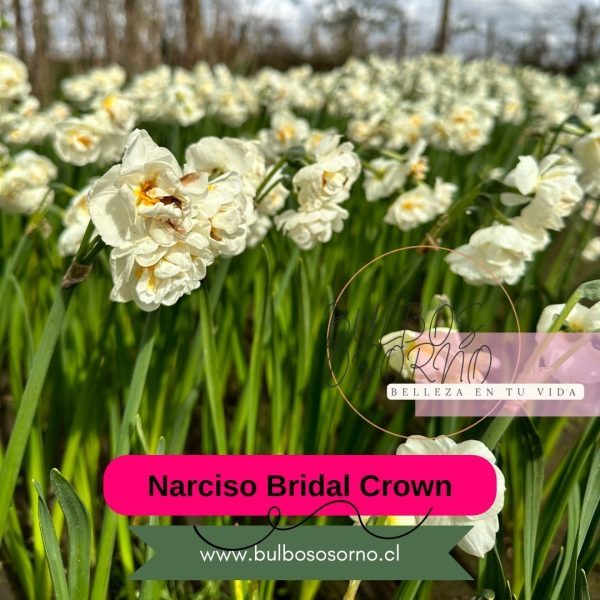 Bulbos de Narcisos Bridal Crown – Bulbos Osorno